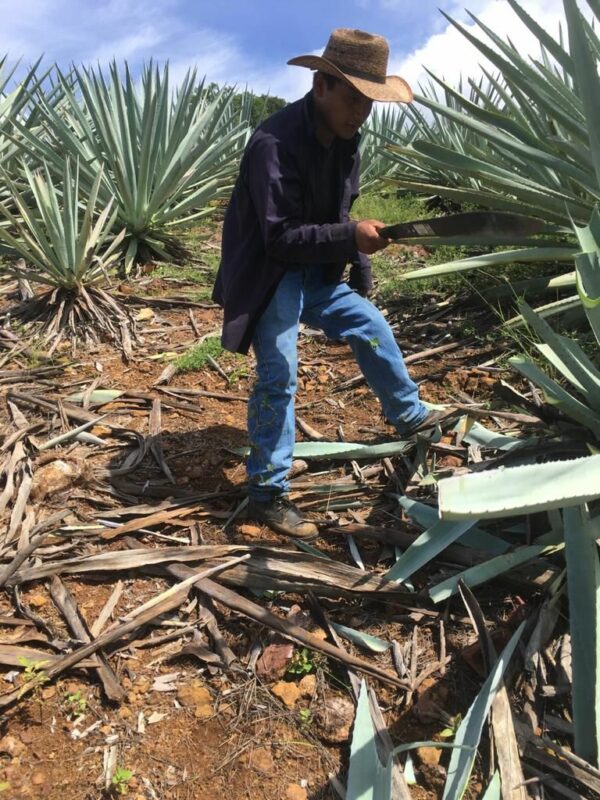 Feria Internacional de Artesanías "Las Manos del Mundo"